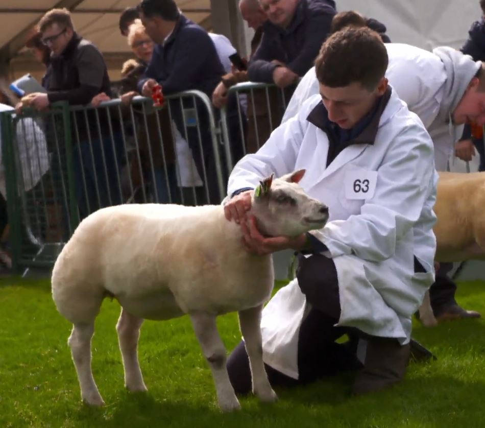 Rare Breed farmers enjoy highs and lows of Balmoral Show | UTV | ITV News