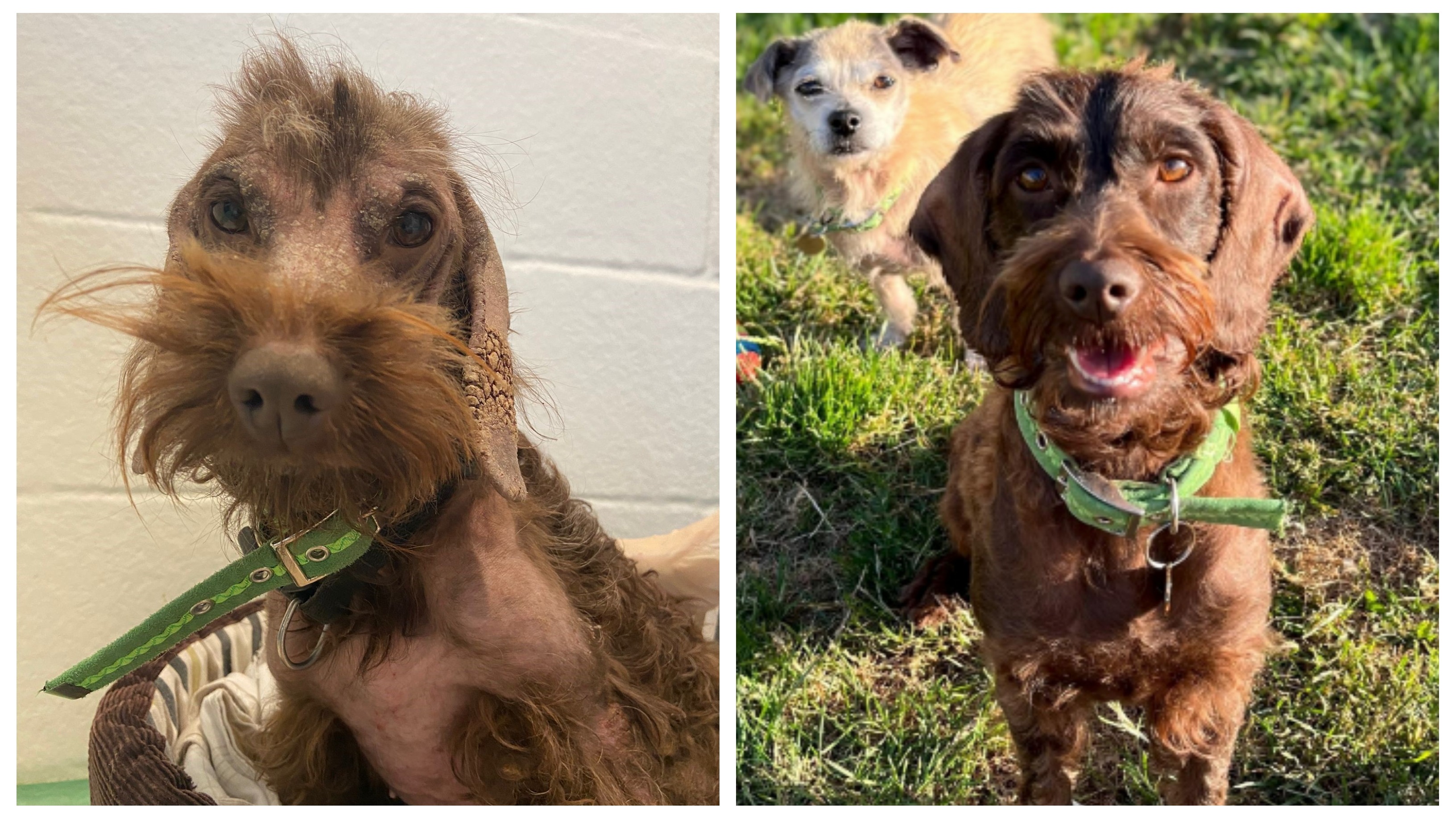 Neglected dogs with 'scaly skin' in Northampton make remarkable ...