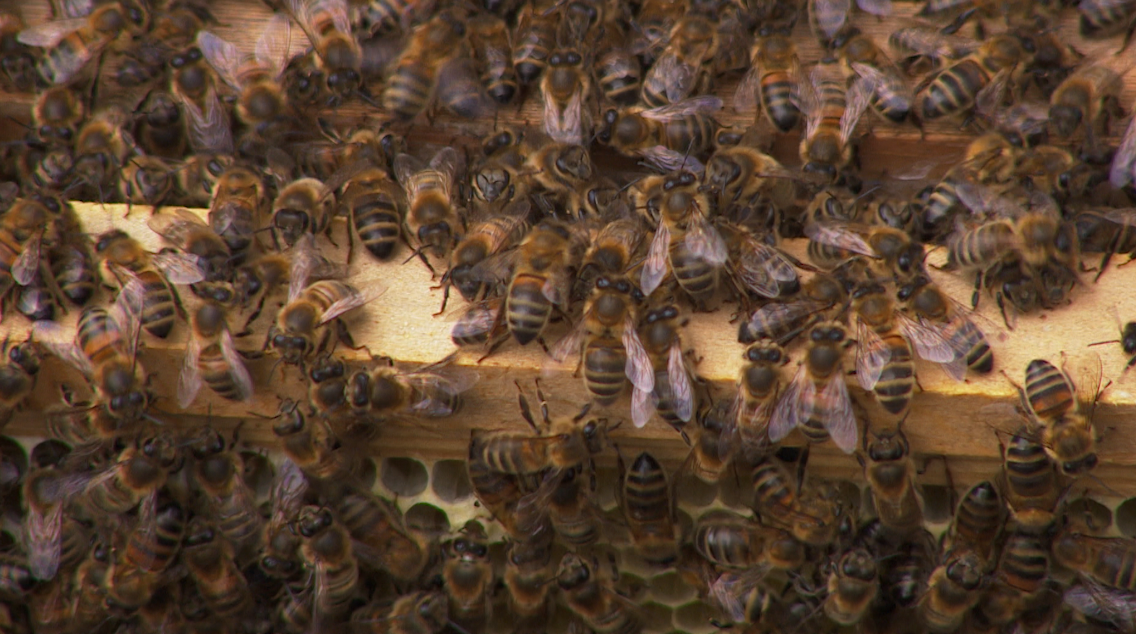 Kent bee keeper 'devastated' after death of thousands of bees in hive ...