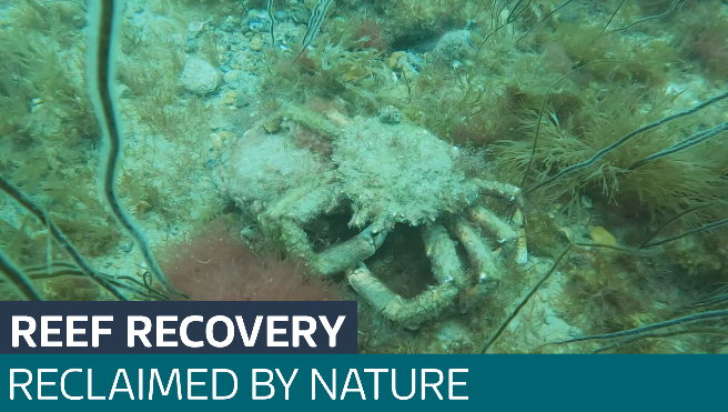 A dive off the Sussex coast shows dramatic seabed restoration since ...