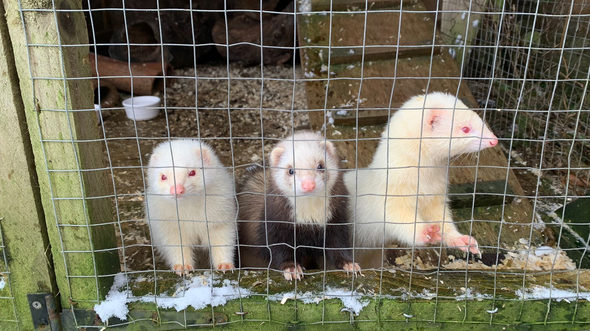 Police search for nine ferrets stolen from Sundridge, near Westerham ...