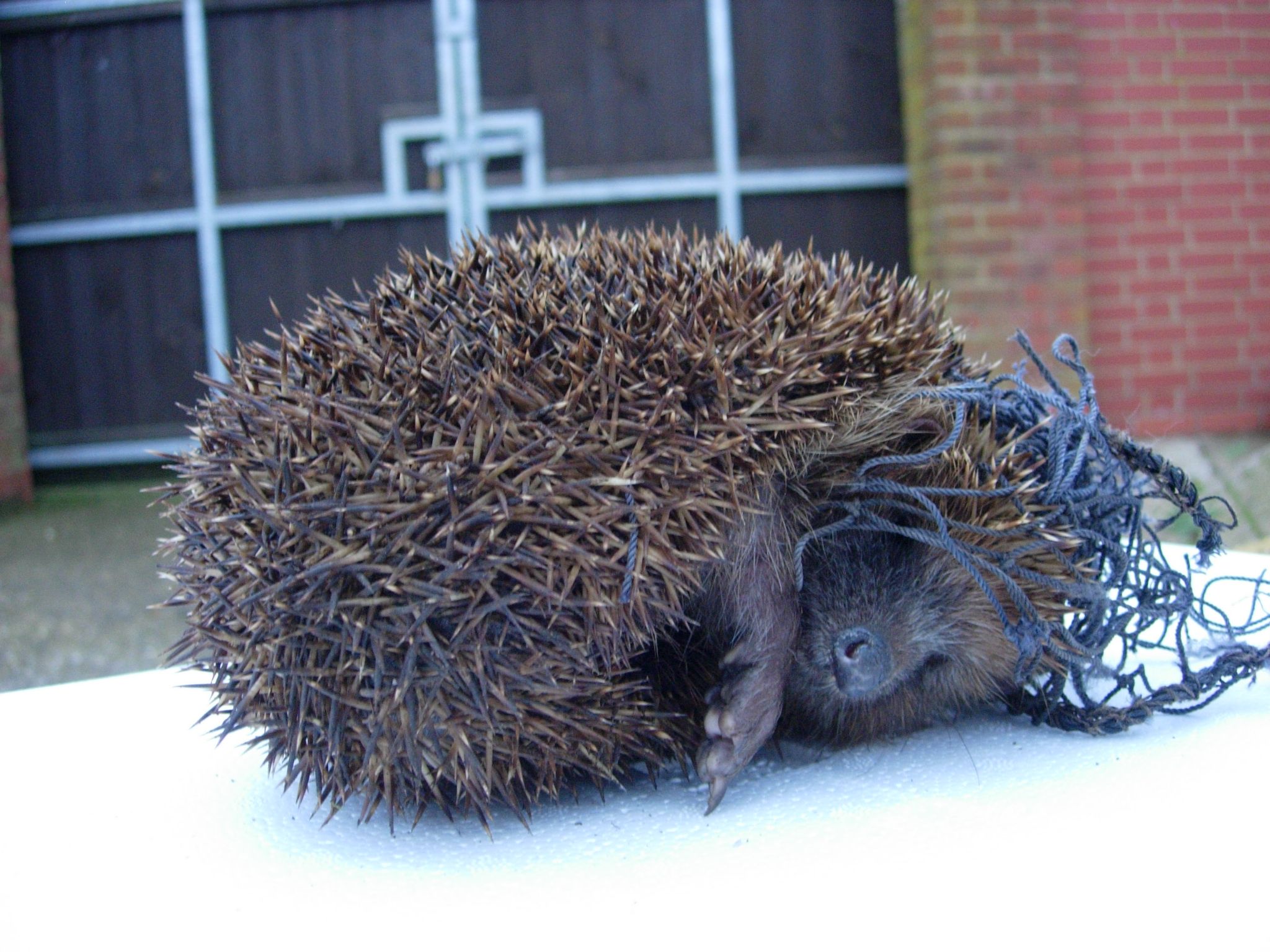 RSCPA sees stark rise in number wild animals taken into centres in ...