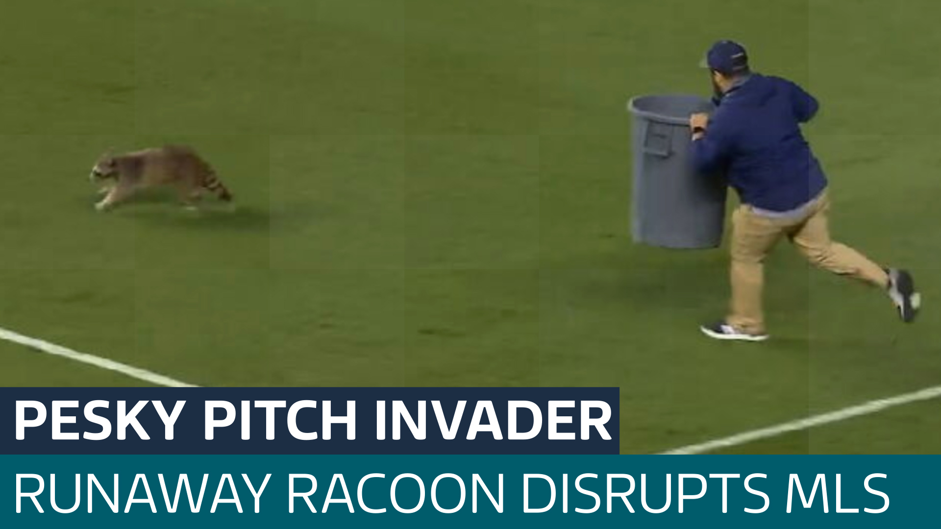 Racoon rampage? Security staff struggle to remove animal from football ...