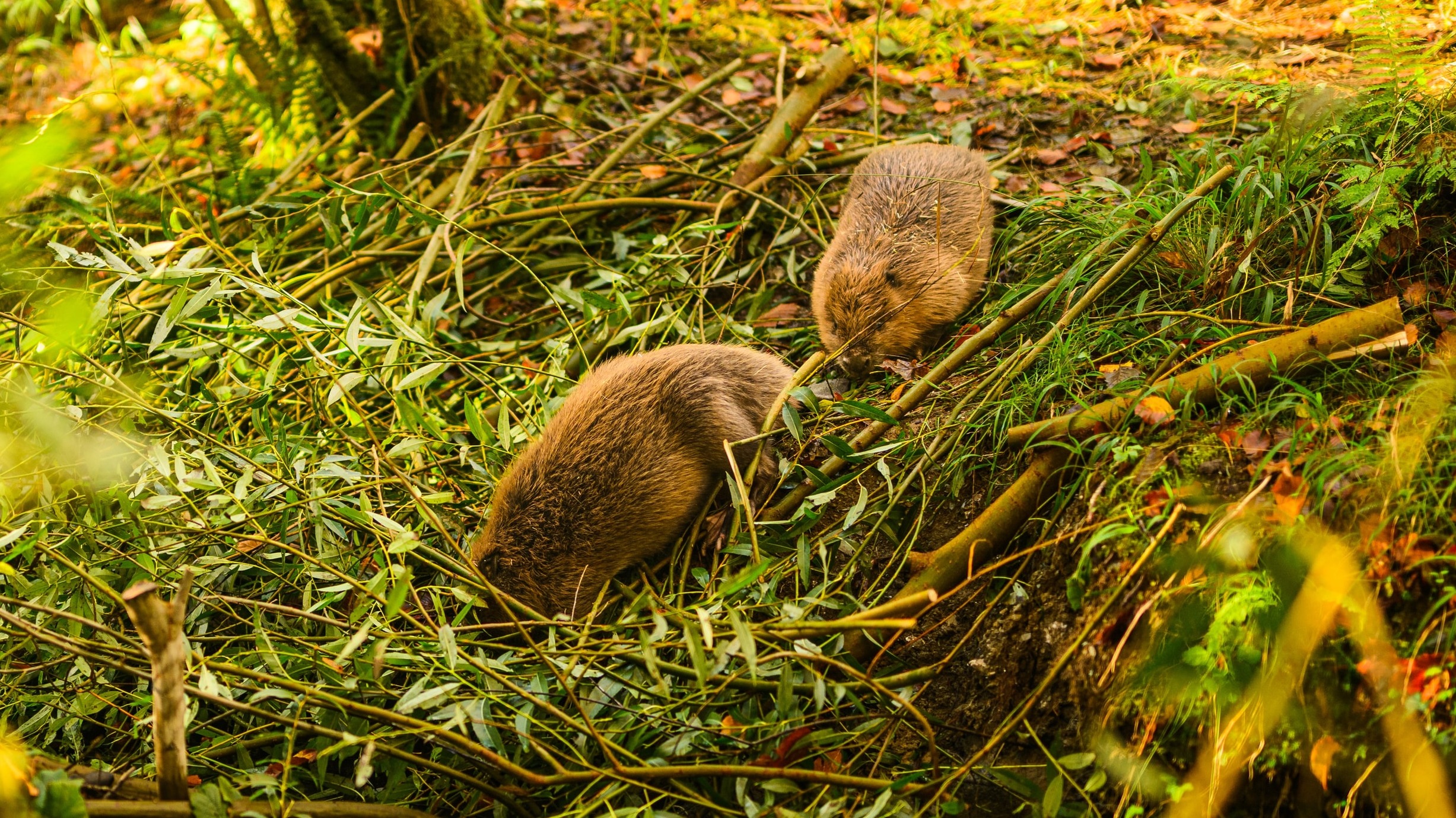 Pair of beavers released at Plymouth farm - marking species' return to ...