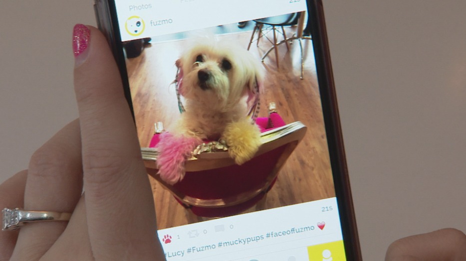 Welsh pair develop phone app for pets | ITV News Wales