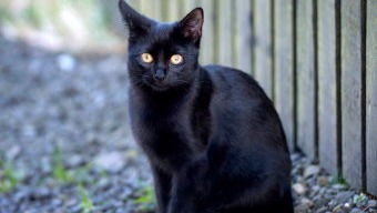 13 common superstitions to think about on Friday 13th | ITV News Channel