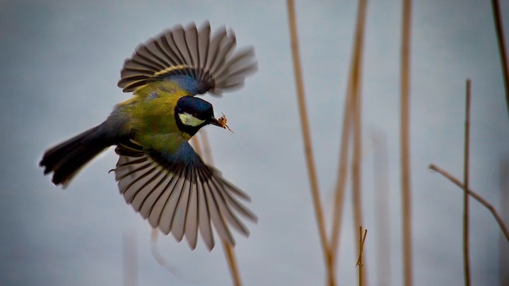 Vote for the nation's bird | ITV News Tyne Tees
