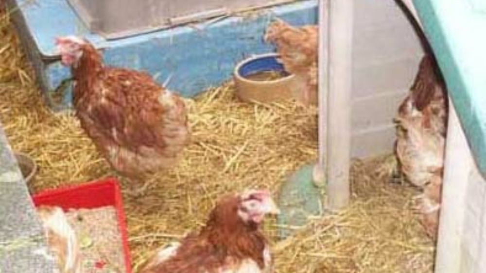Help save these chickens! | ITV News Meridian