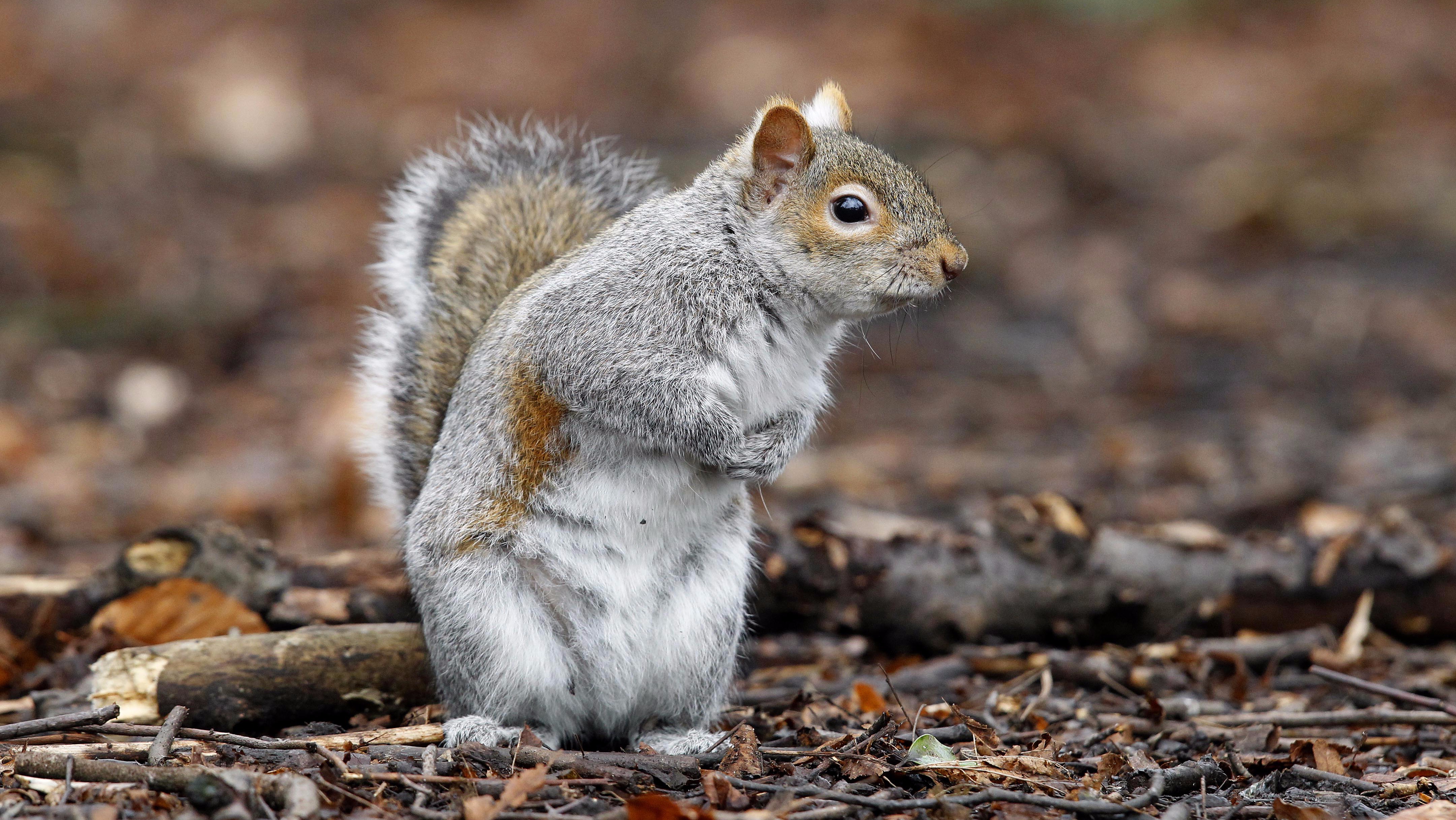 Anglesey now a "grey squirrel-free zone" | ITV News Wales