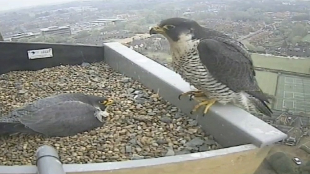 Peregrine falcon family a huge draw for visitors | ITV News Anglia