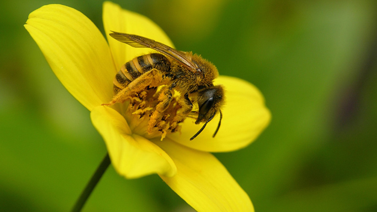 Spring arrives and so does the pollen! | ITV News Channel