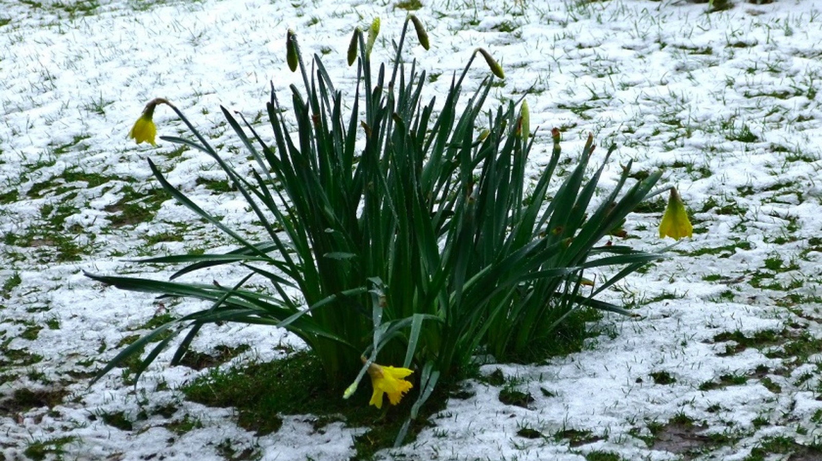 Central Weather: A spring frost | ITV News Central
