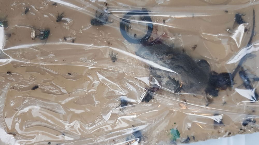 North London supermarket riddled with rotting dead rats, mice and flies ...