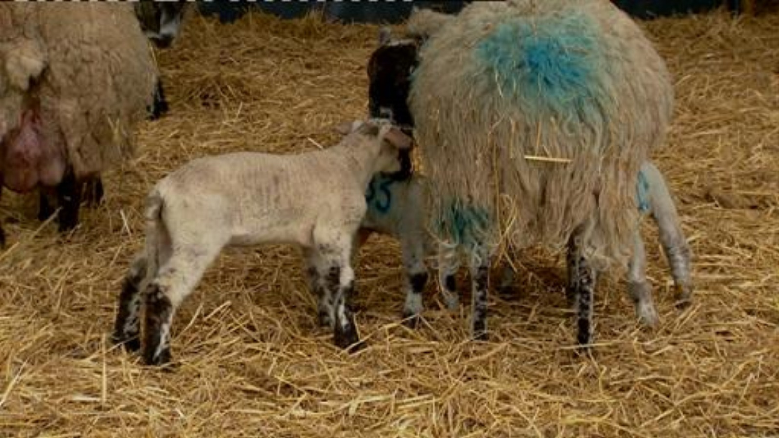 'Lambzilla' - Is he the biggest lamb born this spring? | ITV News Central