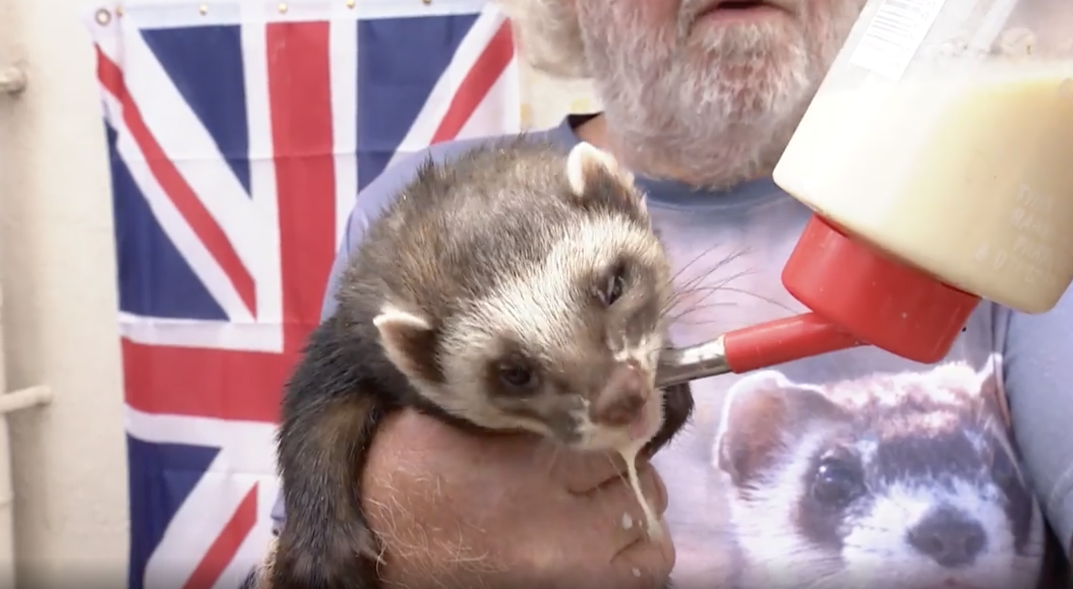 Feral ferrets causing havoc in Guernsey | ITV News Channel