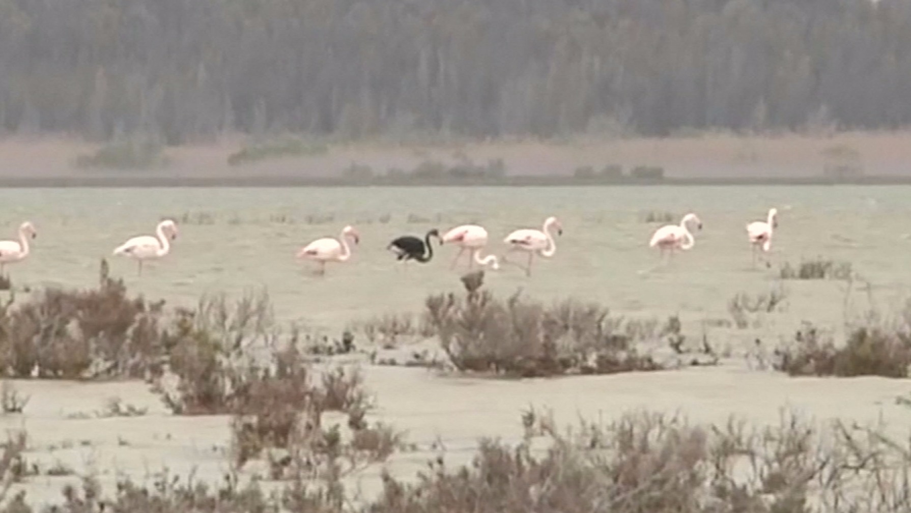 Black flamingo 'may be first ever spotted' | ITV News
