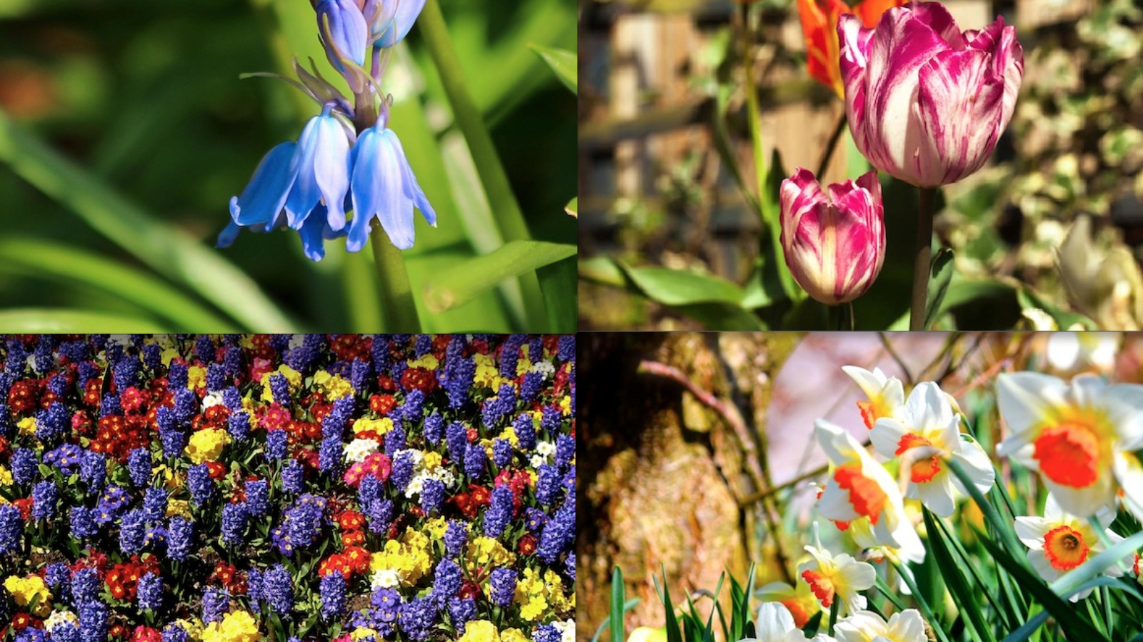 'Granada in Bloom' - Your Spring Photos | ITV News Granada