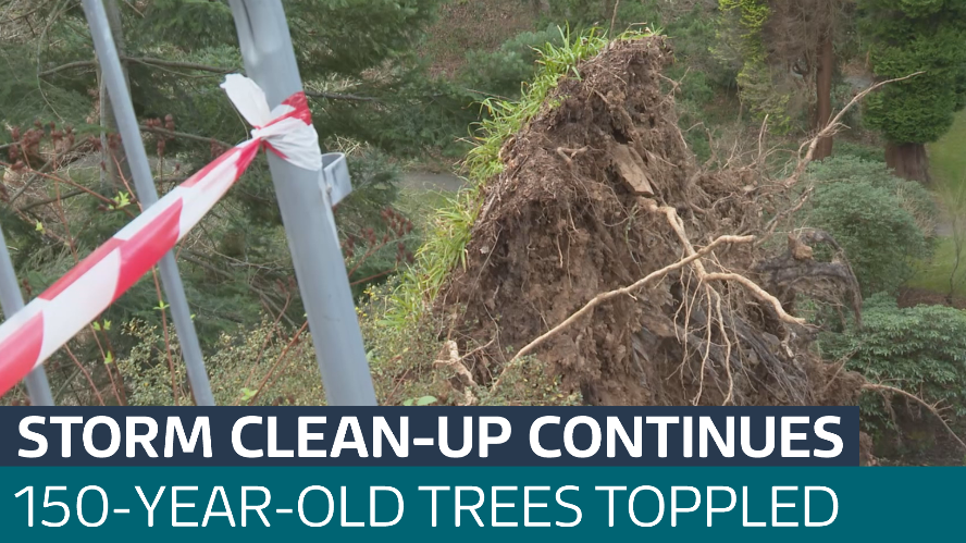 The clean-up continues after Storm Darragh toppled centuries-old trees ...