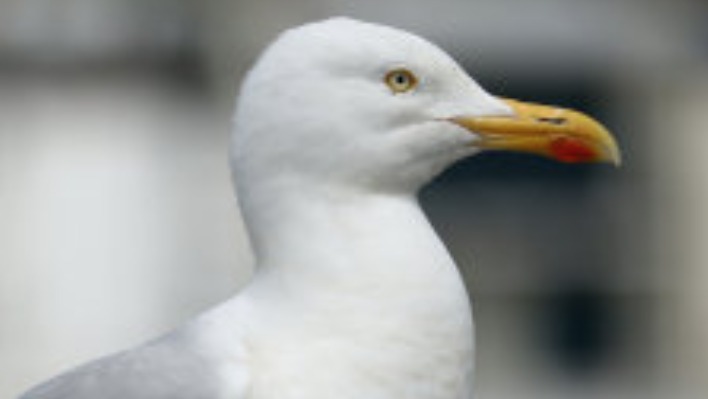 Kicked gull dies after vicious attack in Sussex | ITV News Meridian