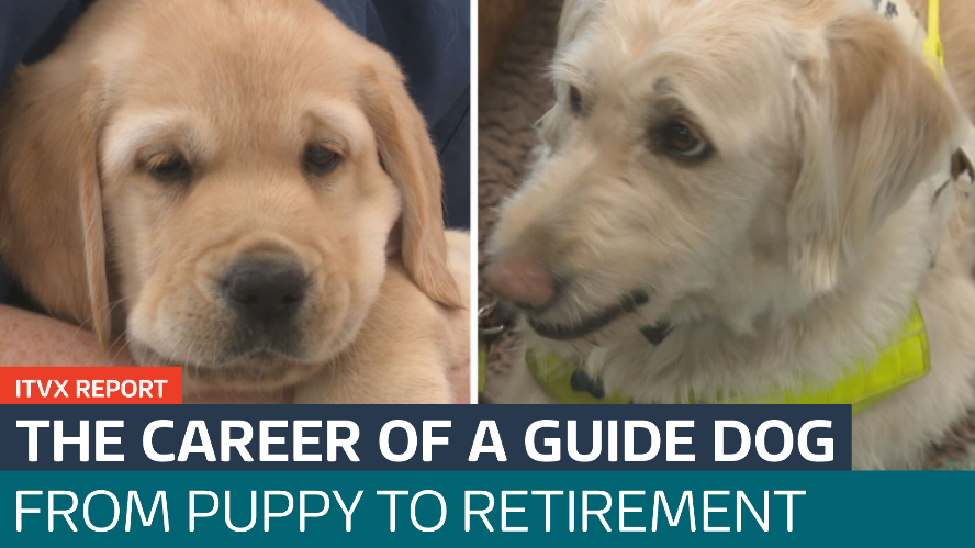 From puppy to retirement: the life and career of a guide dog - Latest ...