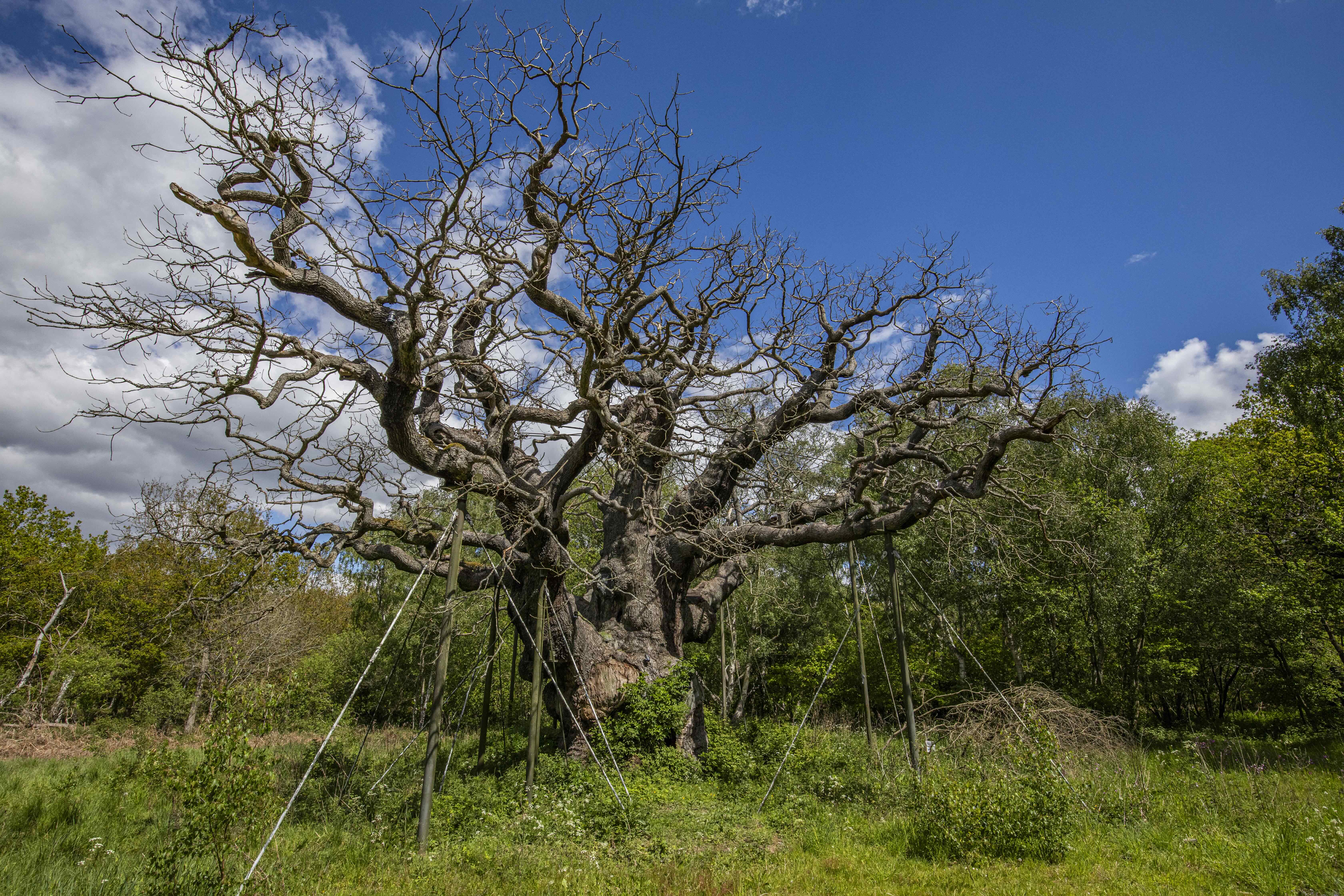 'A lasting legacy': Robin Hood’s Major Oak tree in Sherwood Forest ...