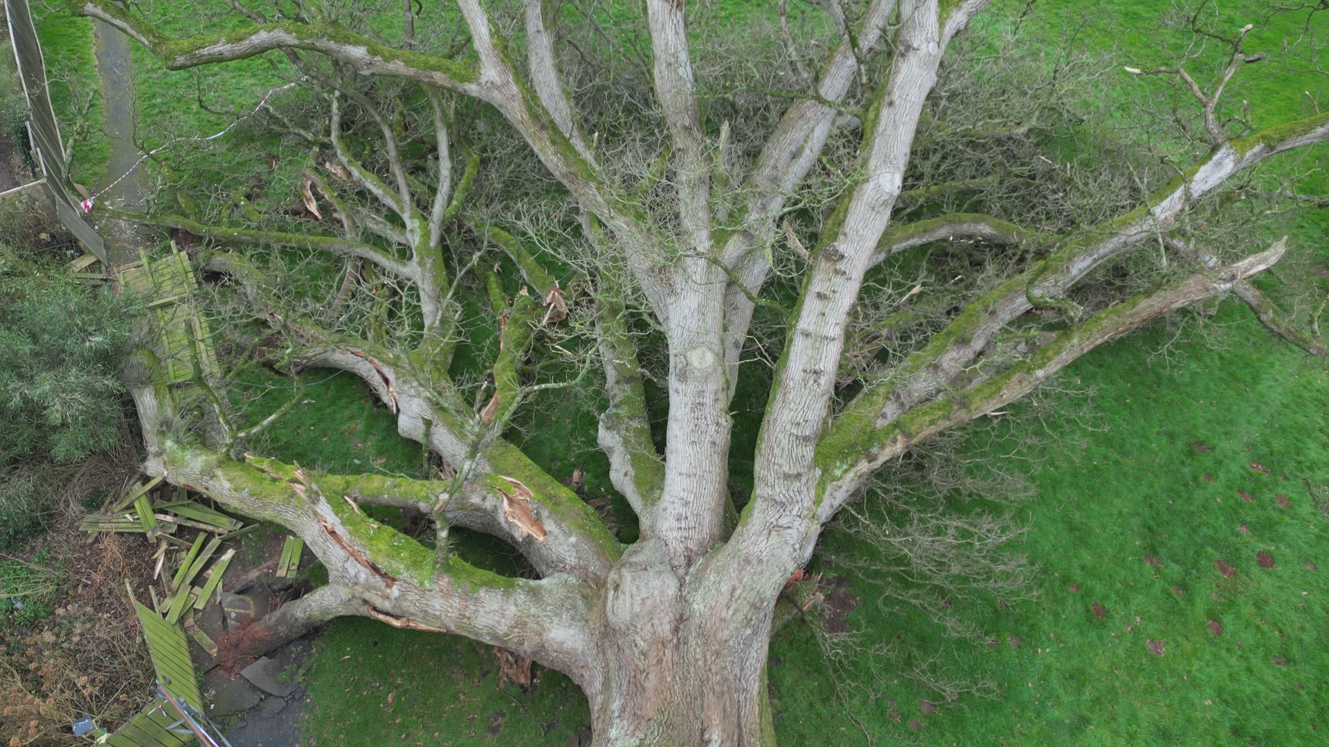 'It was like a guardian' - Devon village 'heartbroken' as 700-year-old ...