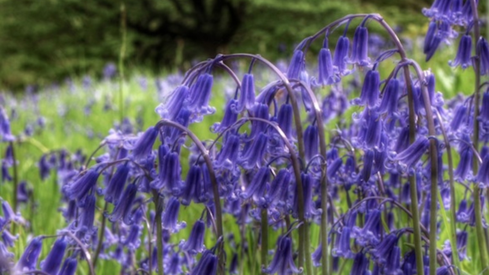 May Bluebells - Your Photos | ITV News Granada