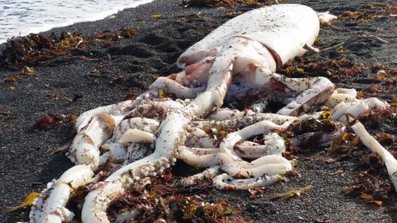 Gigantic squid washes ashore on New Zealand beach | ITV News