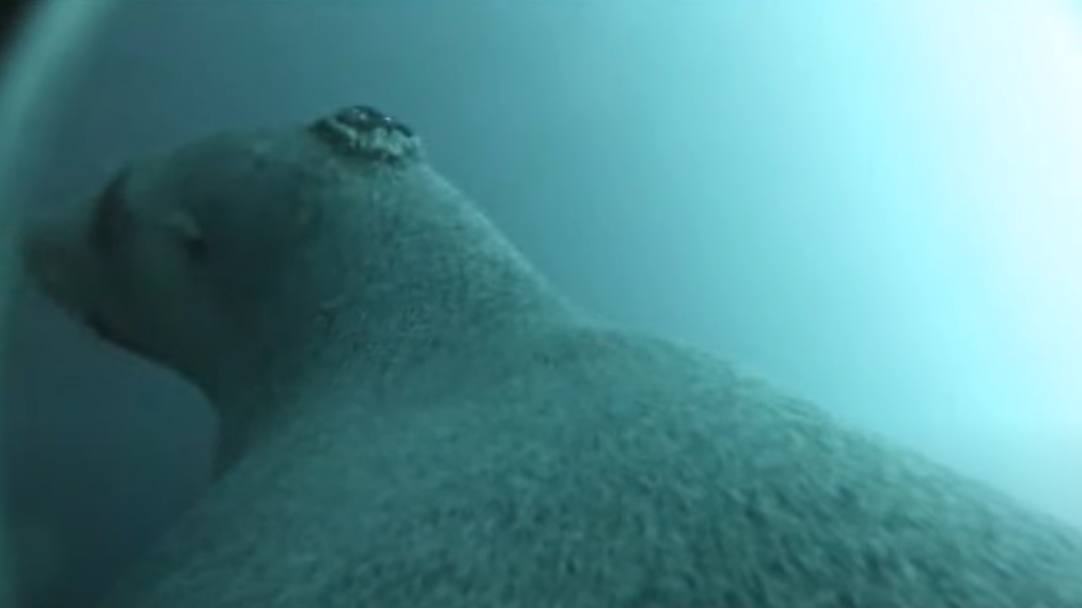 Endangered sea lions carrying cameras help scientists discover unmapped ...