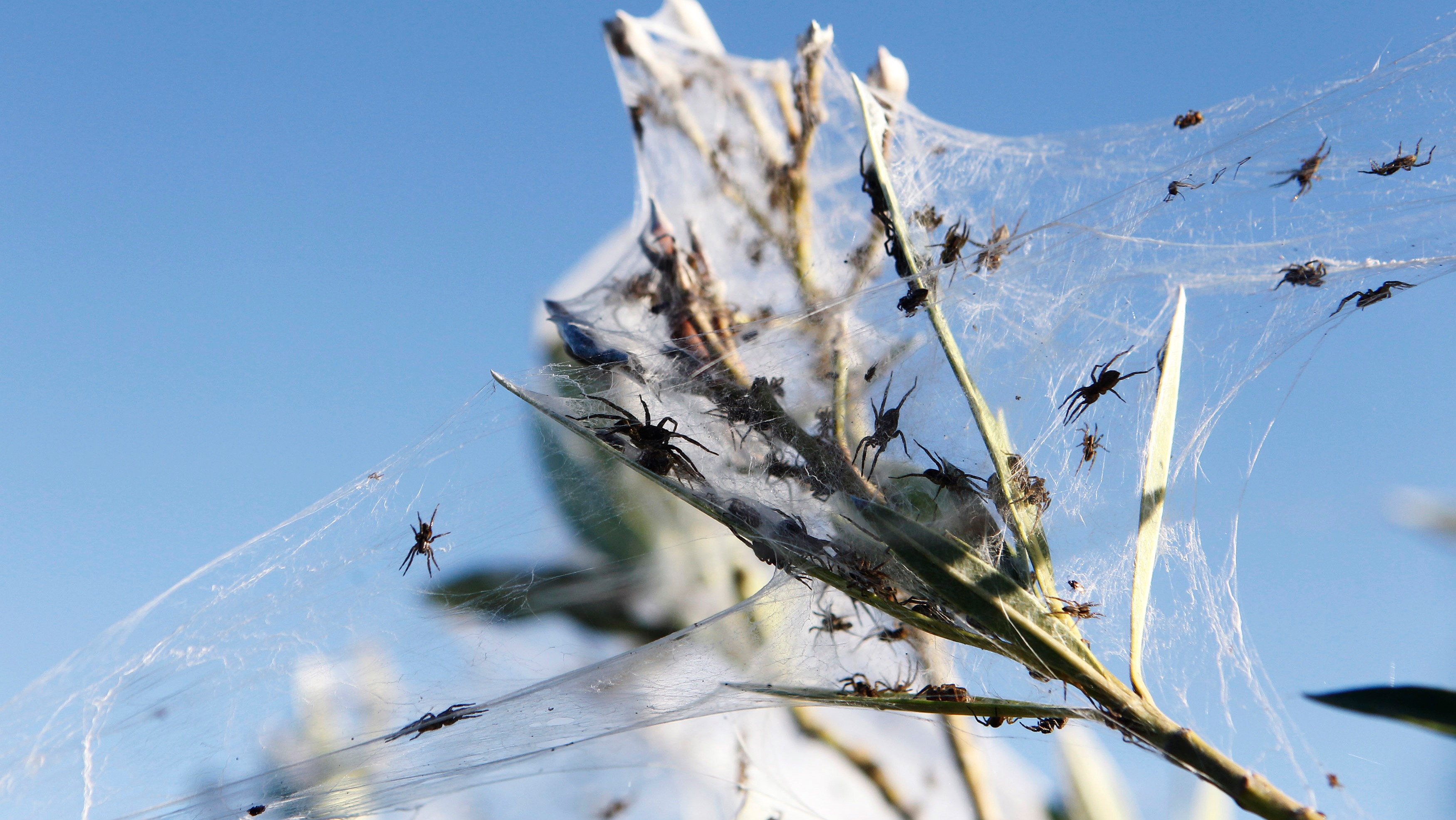 Australian town caught up in curious 'spider rain' phenomenon | ITV News