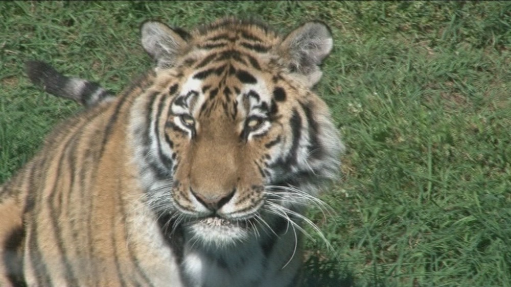 Death-defying tiger | ITV News Calendar