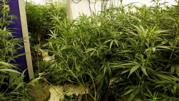 Ten arrested as police bust cannabis farm in 'unassuming' row of ...