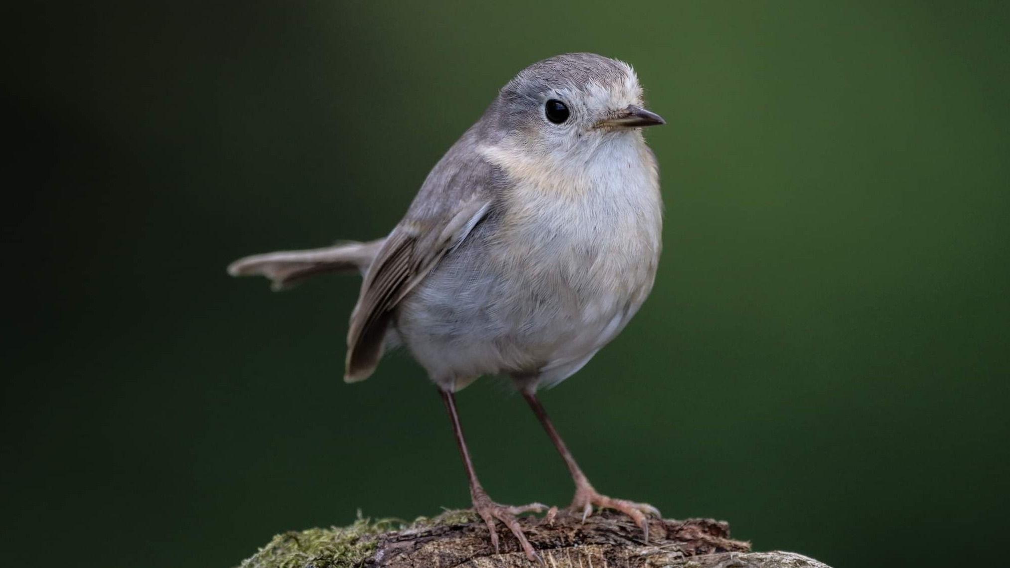 Rare albino 'snow robin' spotted at South Devon Tennis Centre | ITV ...