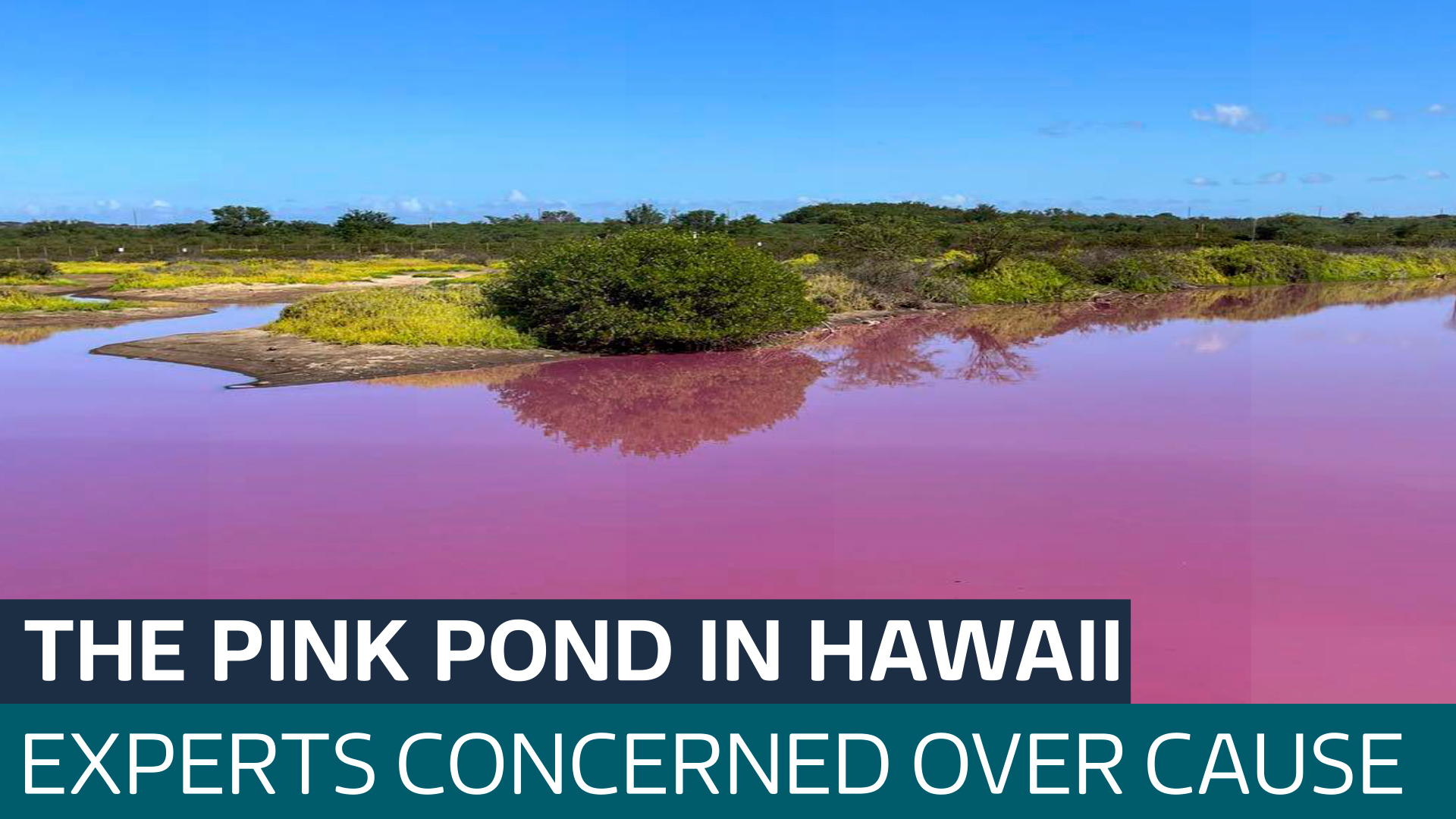 What is turning this pond in Hawaii mysteriously bright pink? - Latest ...