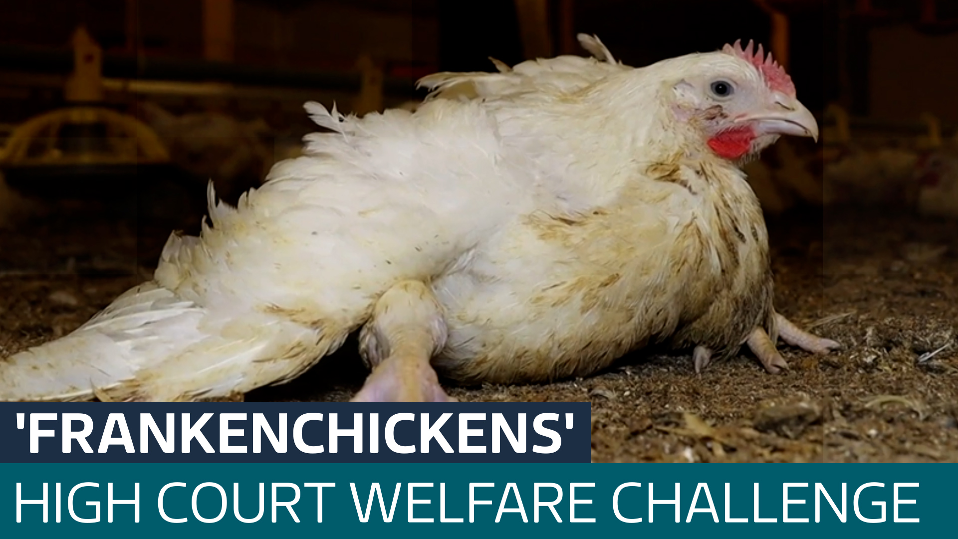 Government faces High Court challenge over inhumane breeding of ...