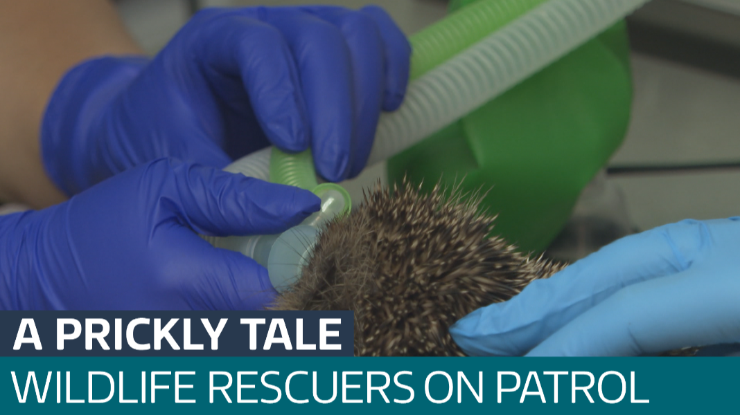 The wildlife volunteers helping thousands of sick and injured animals ...