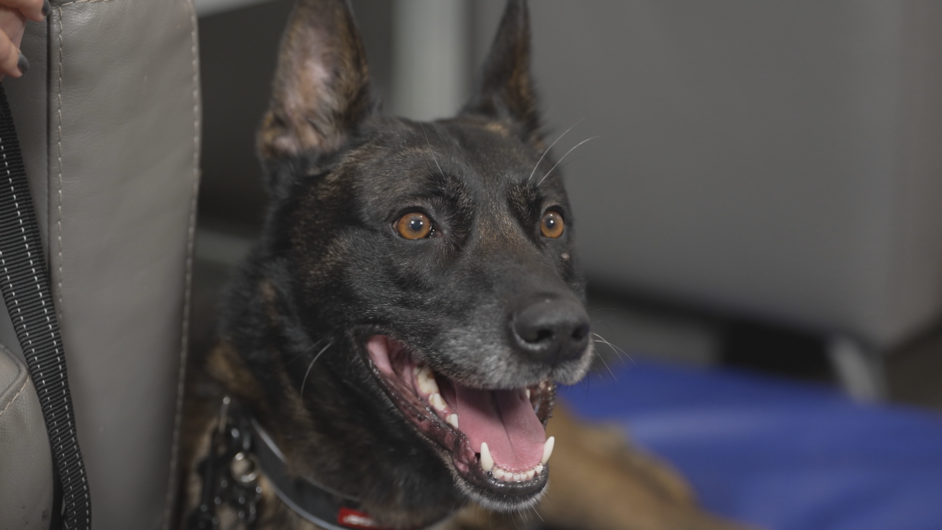 Avon and Somerset Police dog hanging up his badge after years of ...
