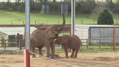 Meet the elephant "bachelors" making the most of a special Eden in ...