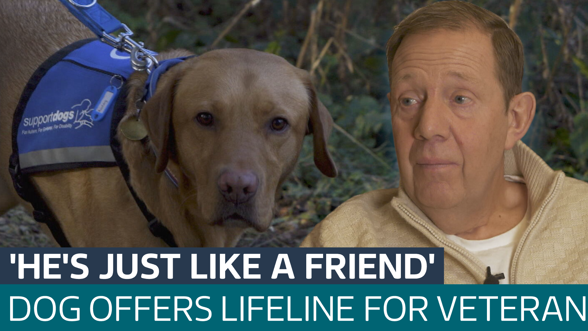 Support dog Bailey trained to alert others when veteran owner suffers ...
