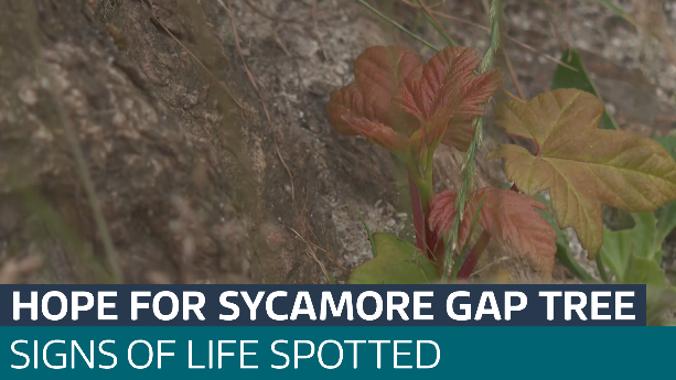New shoots emerge from stump at Sycamore Gap tree - Latest From ITV News