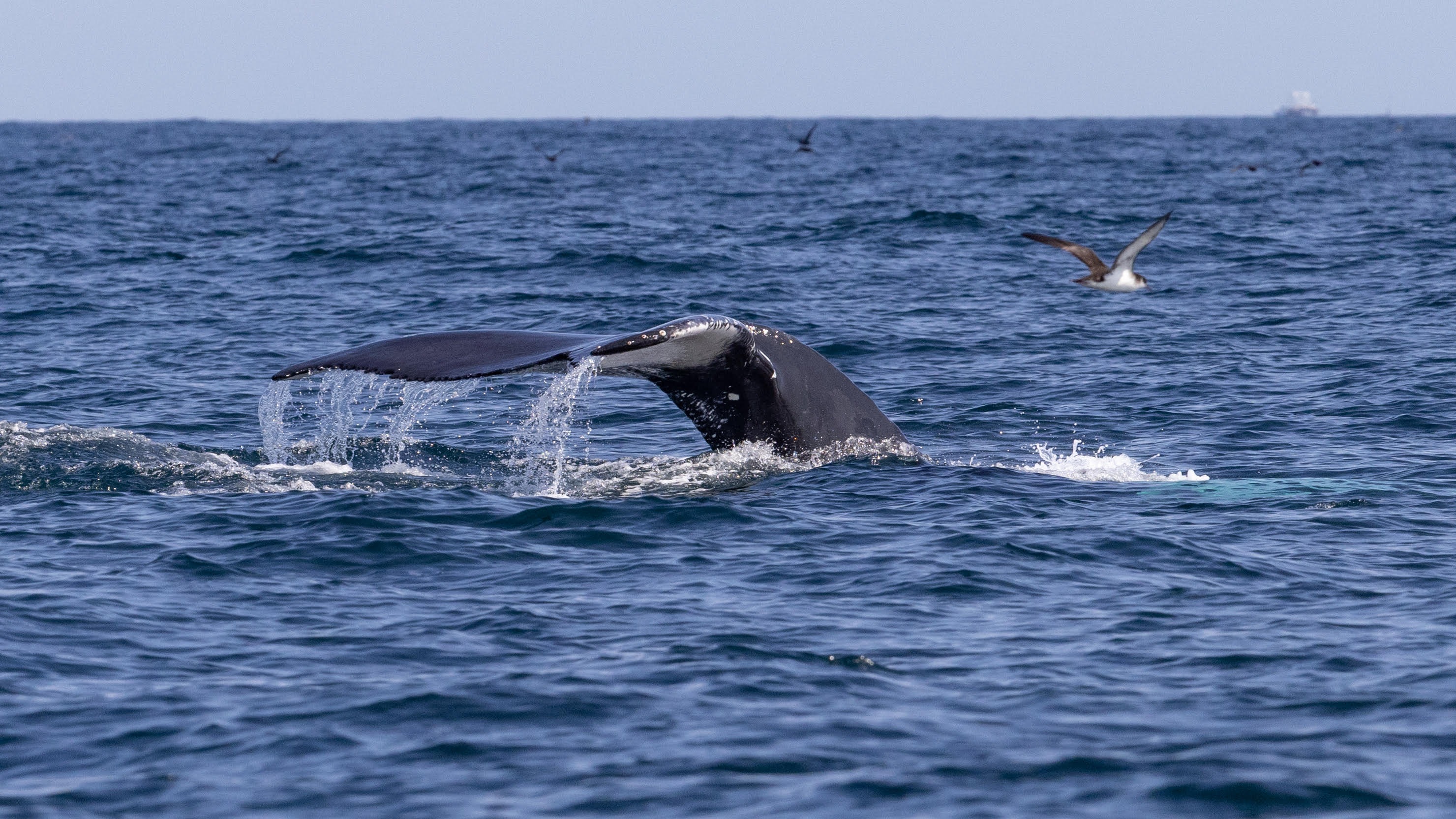 Humpback whales captured off Jersey and Guernsey's coastline in rare sighting | ITV News Channel