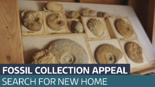 Somerset couple search for new home for their fossil collection ...