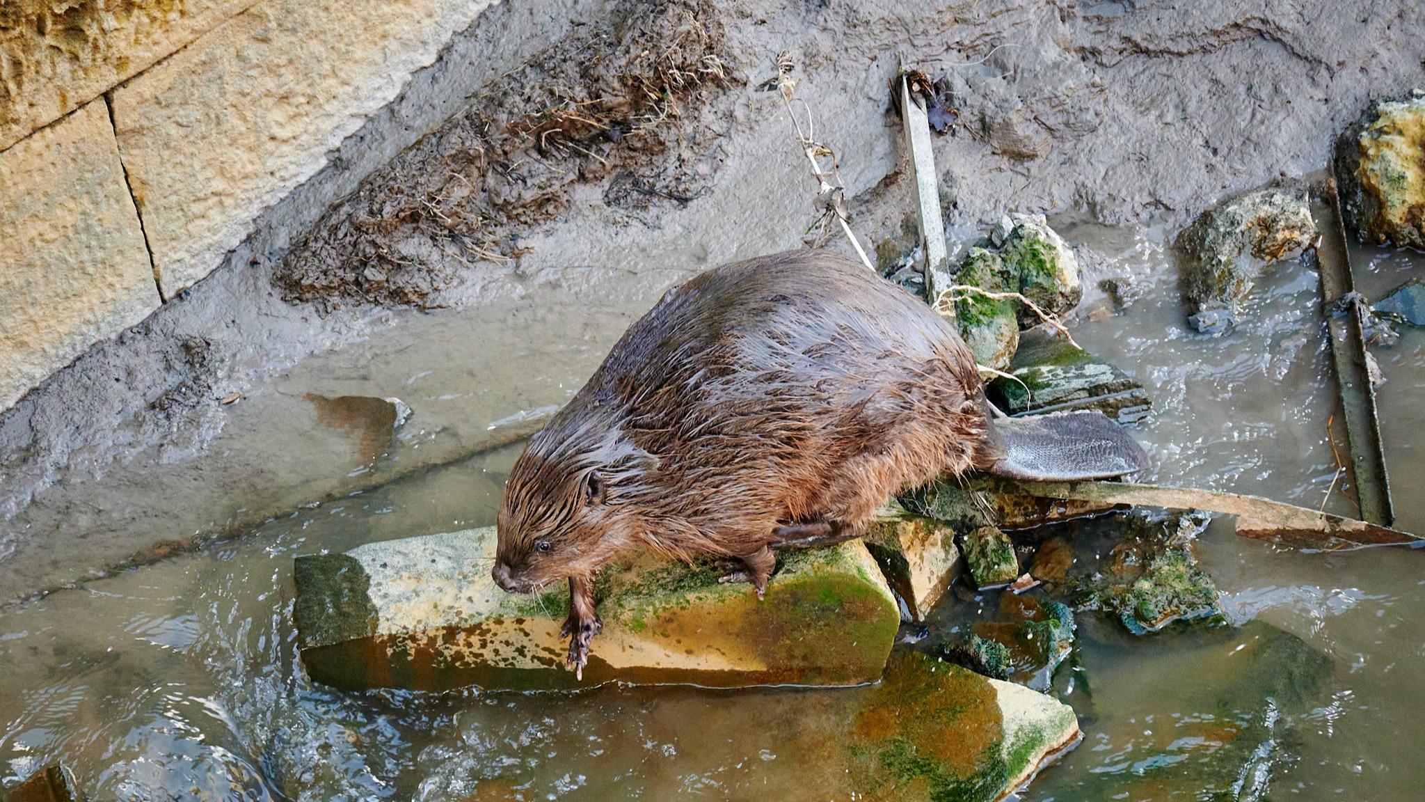 Beaver spotted in Bristol city centre river for the first time in 500 years | ITV News West Country