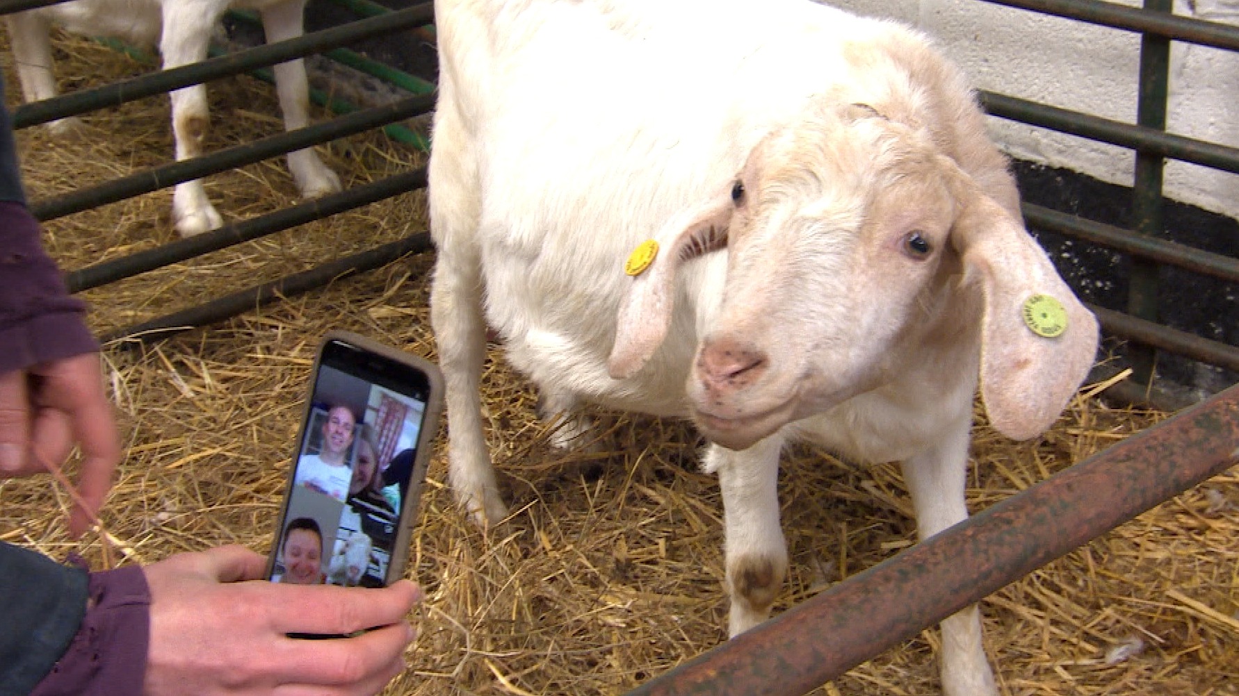 Lancashire farm that made £50,000 hiring out goats for Zoom interviews ...