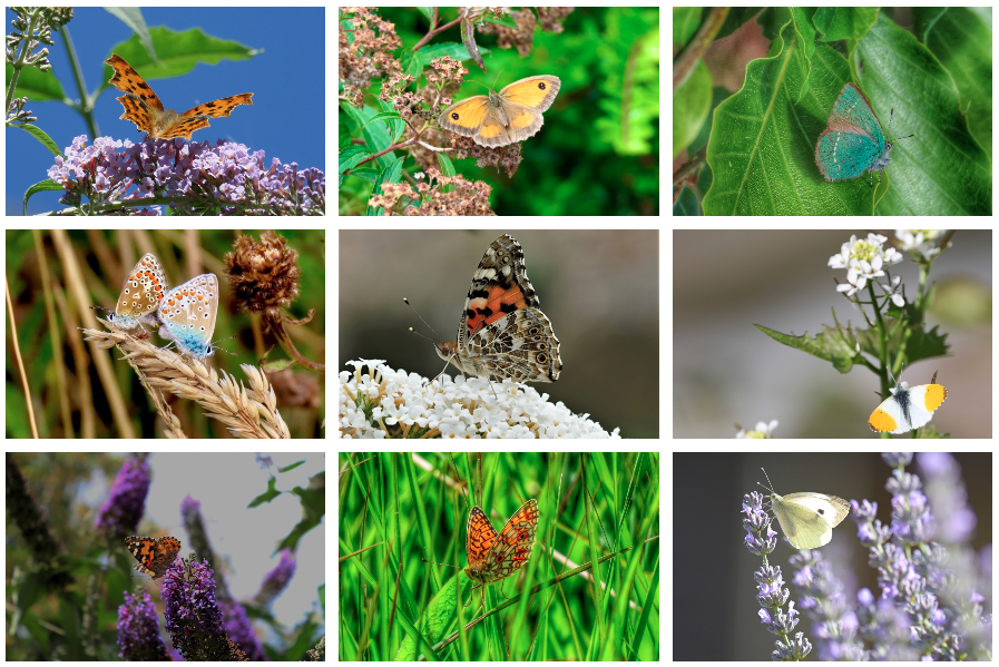 Big Butterfly Count: Pictures of sightings from across our region | ITV ...