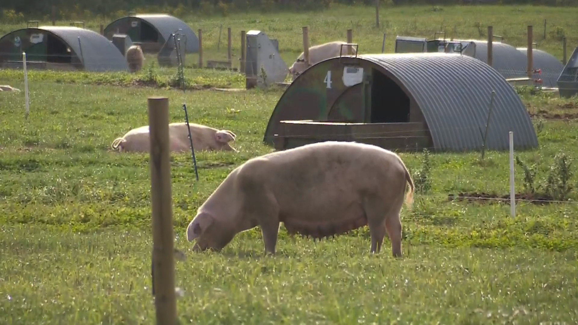 Carbon dioxide 'crisis' adding to already struggling pig industry in ...