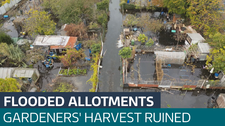 Allotment owners in Cardiff say their produce has been completely ...