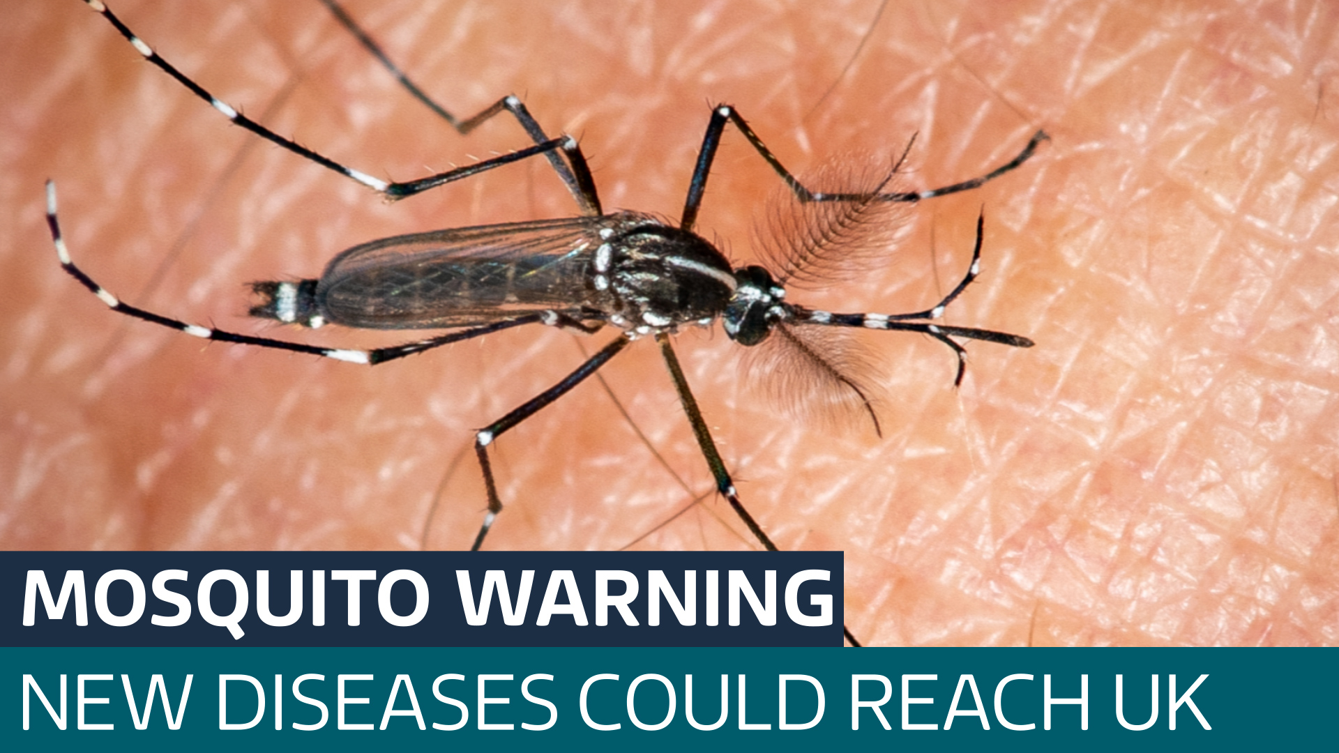 Mosquito-borne diseases could become common in the UK, health officials ...