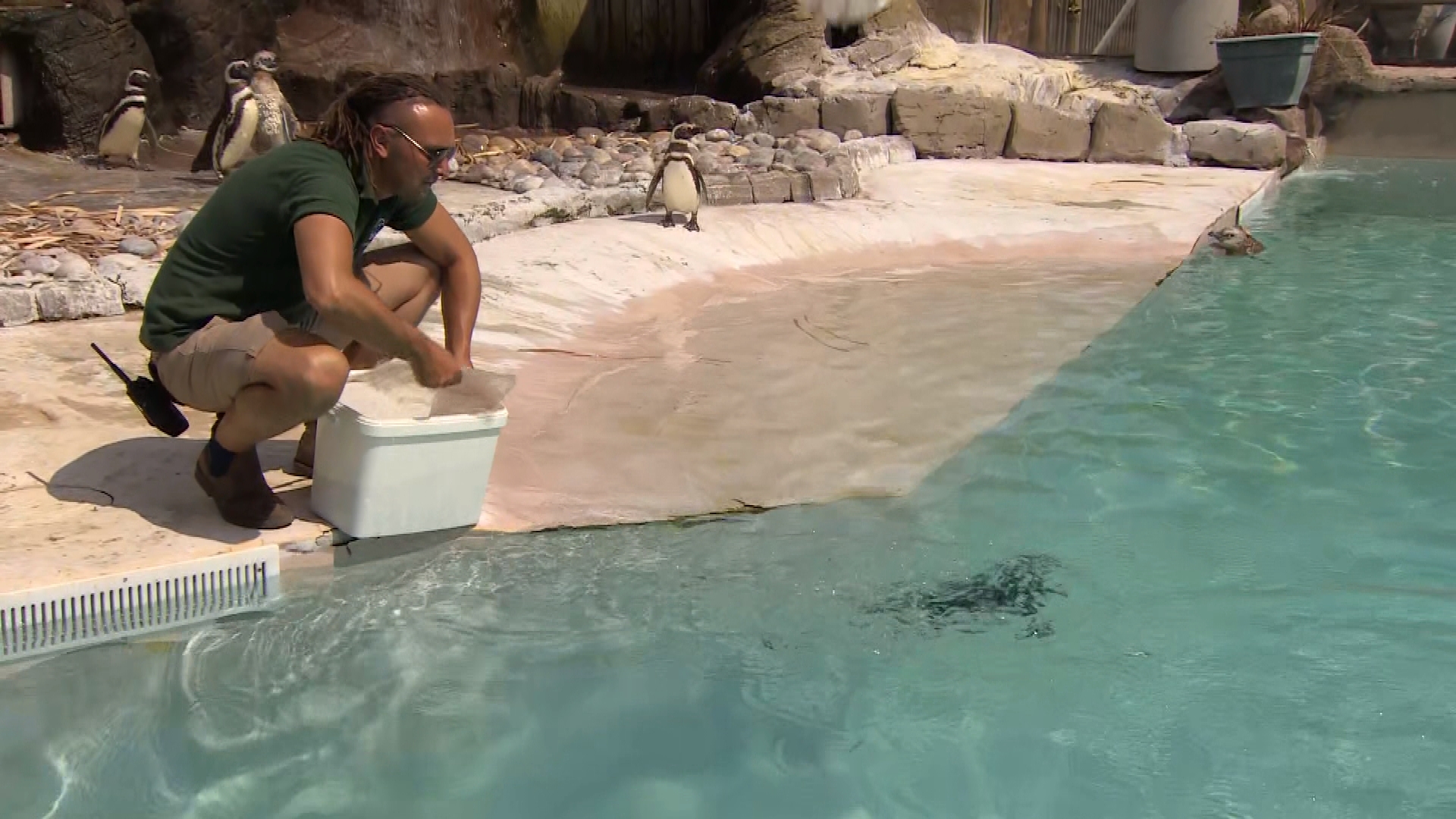 Keeping cool at Blackpool Zoo - how the animals are coping during ...