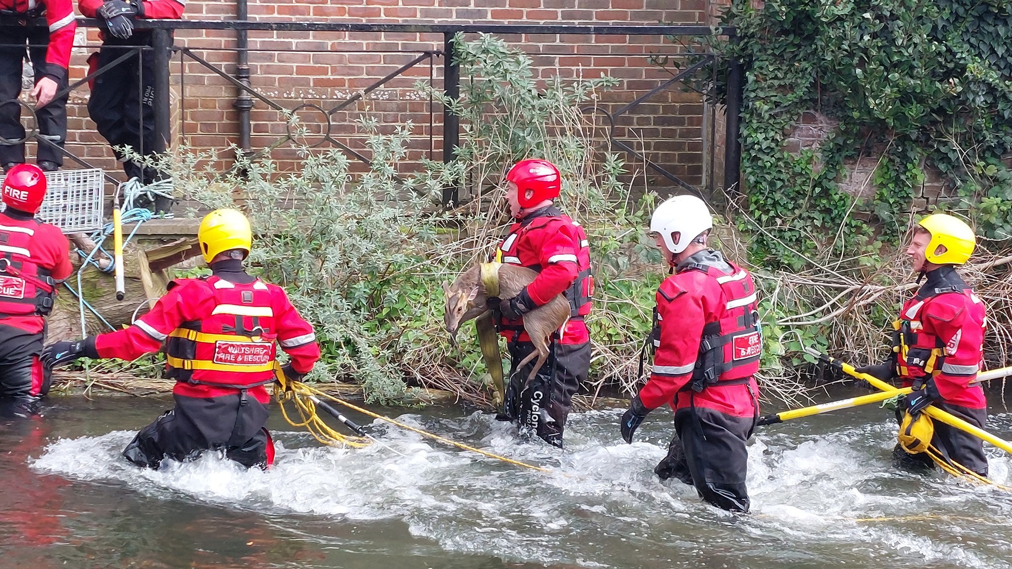 Rescue crews wade into Salisbury river to rescue trapped deer | ITV ...